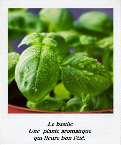 Glace au Basilic (sans sorbetière) - La Pelle du Jardin