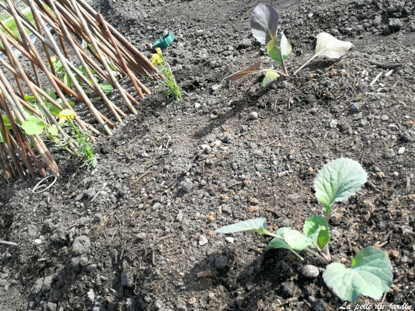 Savez-vous planter les choux ?... - La Pelle du Jardin