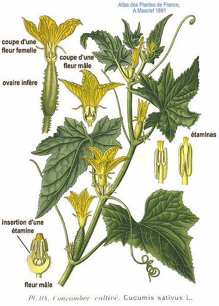 La plantation des concombres - La Pelle du Jardin