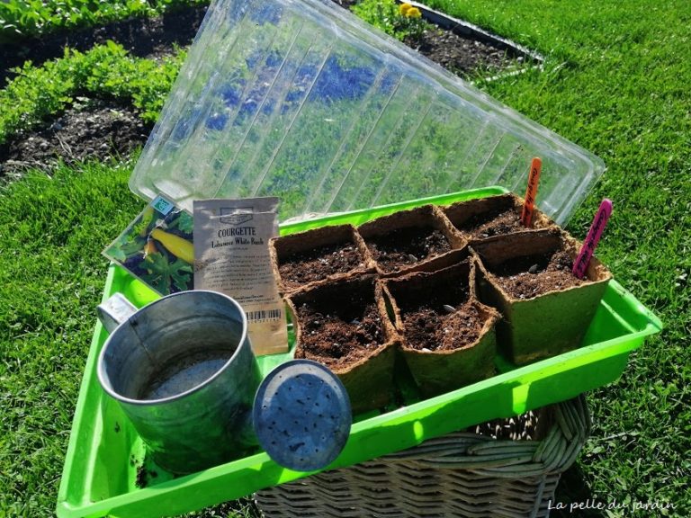semi des courgettes - La Pelle du Jardin