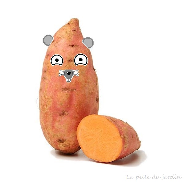 Patates douces façon hasselback - La Pelle du Jardin